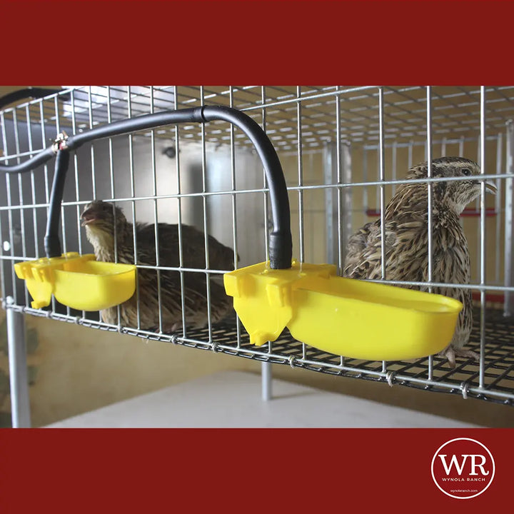 Drinkers for Quail, Chickens and Rabbits. Ready made kits and DIY kits ...